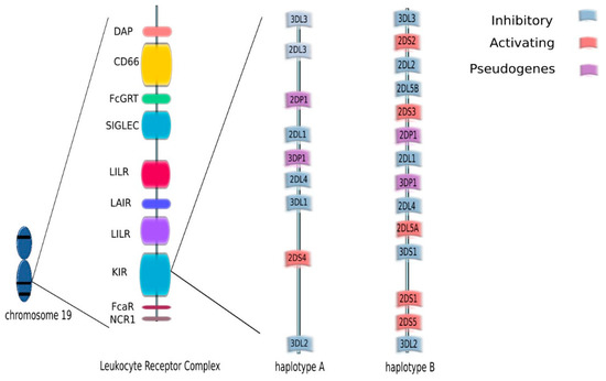 KIR Receptors as Key Regulators of NK Cells Activity in Health and Disease