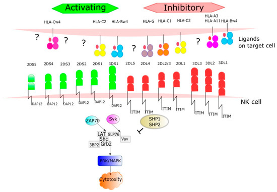KIR Receptors as Key Regulators of NK Cells Activity in Health and Disease