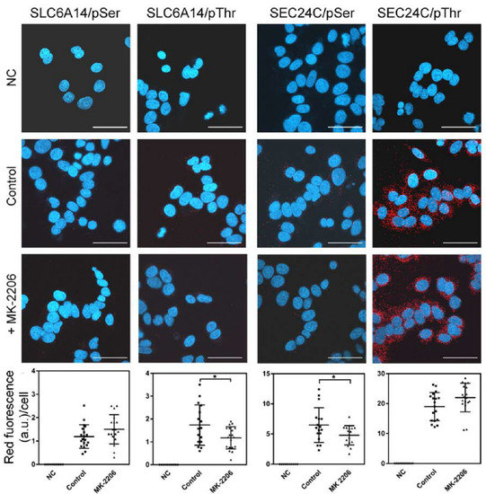 Trafficking to the Cell Surface of Amino Acid Transporter SLC6A14 ...