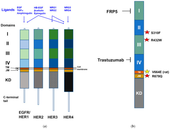 HER Tyrosine Kinase Family and Rhabdomyosarcoma: Role in Onset and ...