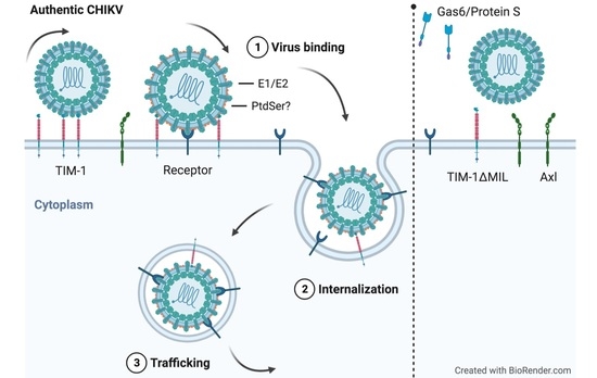 Cells | Special Issue : Virus — Host Cell Interactions