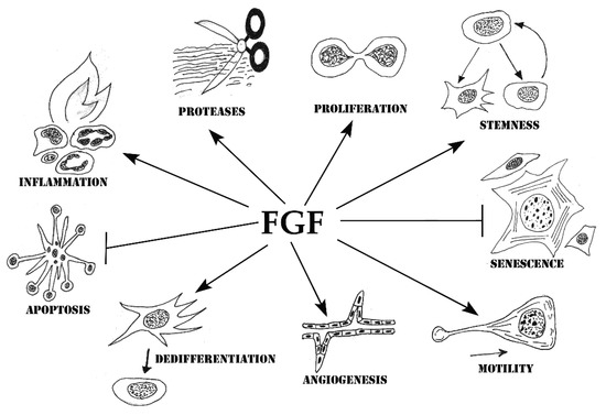 Cellular Mechanisms of FGF-Stimulated Tissue Repair