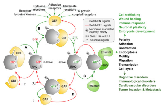 Cells | Free Full-Text | The RHO Family GTPases: Mechanisms of ...