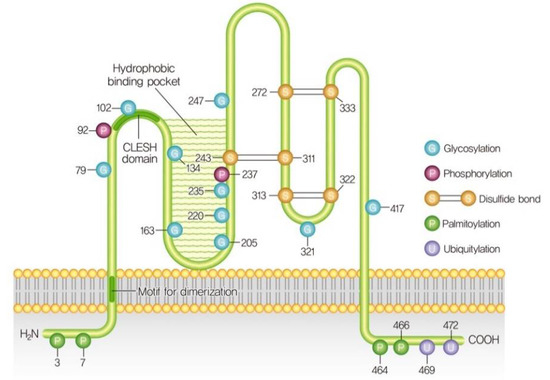 CD36 Signal Transduction in Metabolic Diseases: Novel Insights and ...