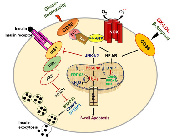 CD36 Signal Transduction in Metabolic Diseases: Novel Insights and ...