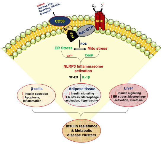CD36 Signal Transduction in Metabolic Diseases: Novel Insights and ...