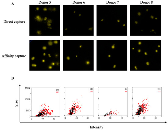 Affinity Tag Coating Enables Reliable Detection of Antigen-Specific B ...
