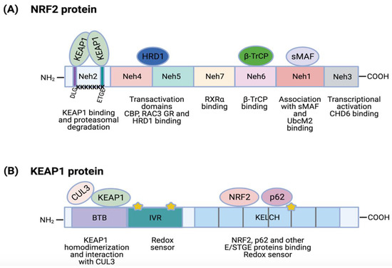 Role of NRF2 in Lung Cancer