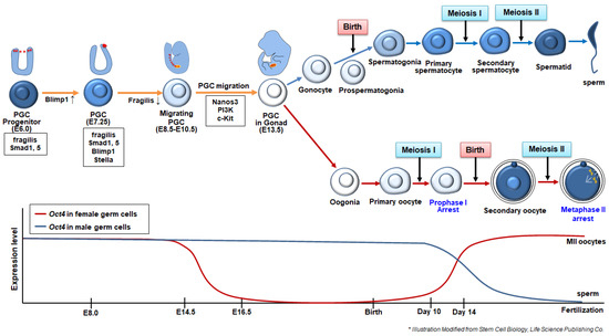 Germ Cell Derivation from Pluripotent Stem Cells for Understanding In ...