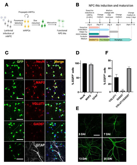 Improved Method for Efficient Generation of Functional Neurons from ...