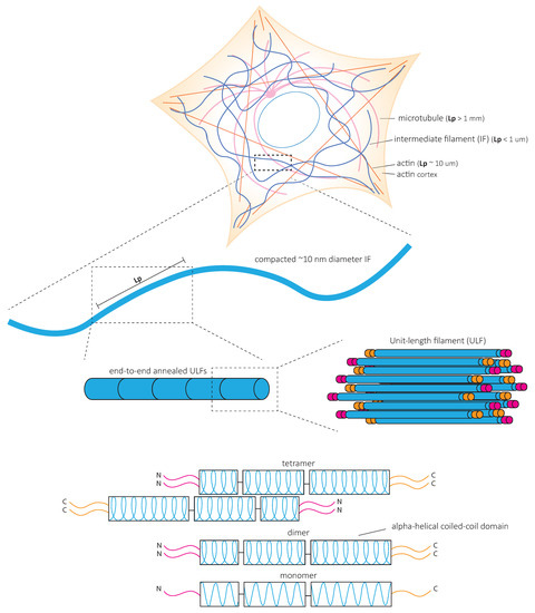 Cells | Free Full-Text | Intermediate Filaments from Tissue Integrity ...