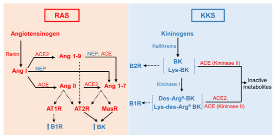 Kinins and Their Receptors as Potential Therapeutic Targets in Retinal ...