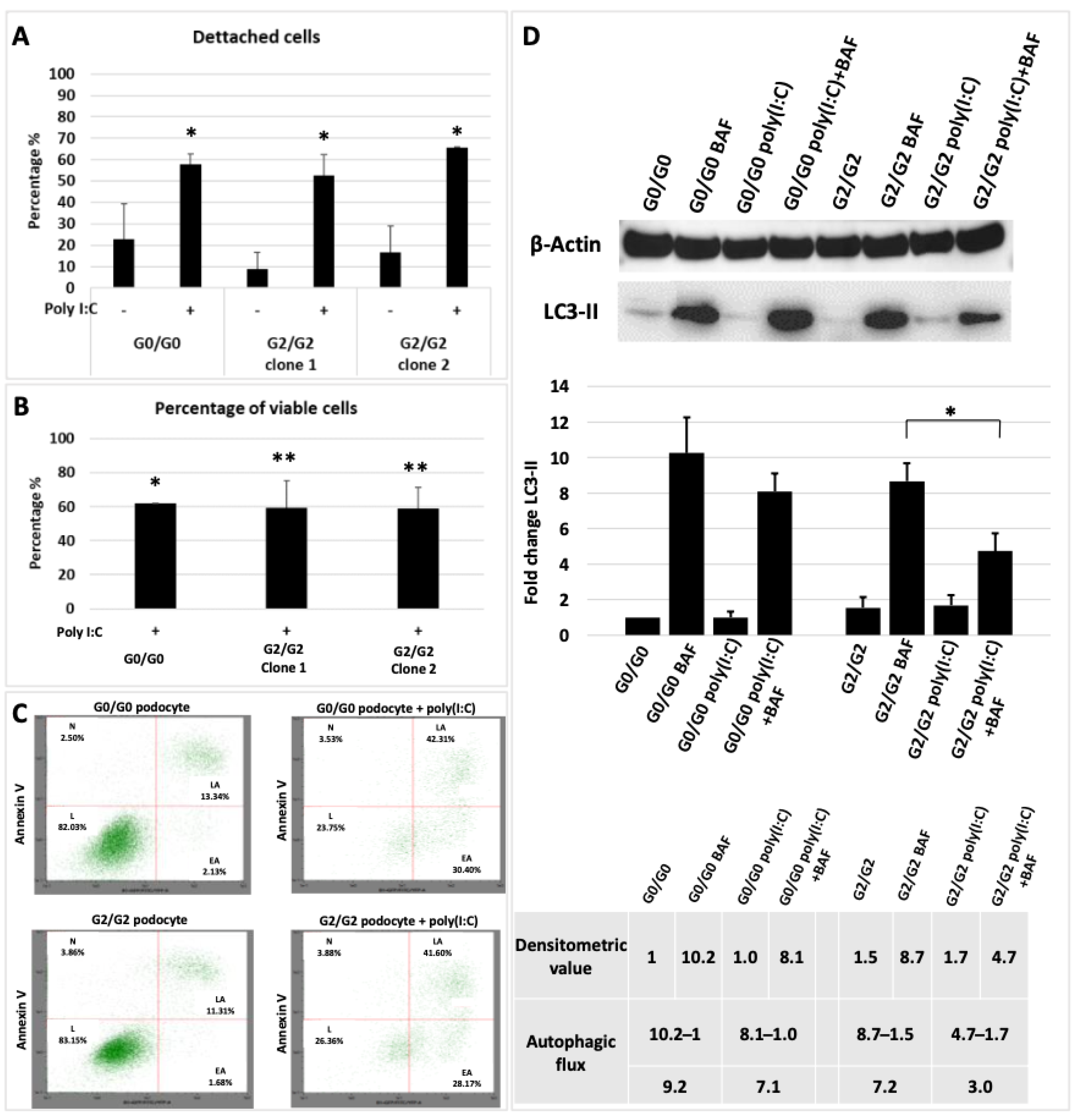 Novel Human Podocyte Cell Model Carrying G2/G2 APOL1 High-Risk Genotype