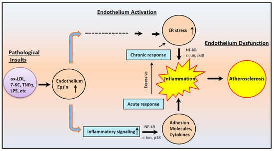 Epsins Negatively Regulate Aortic Endothelial Cell Function by ...