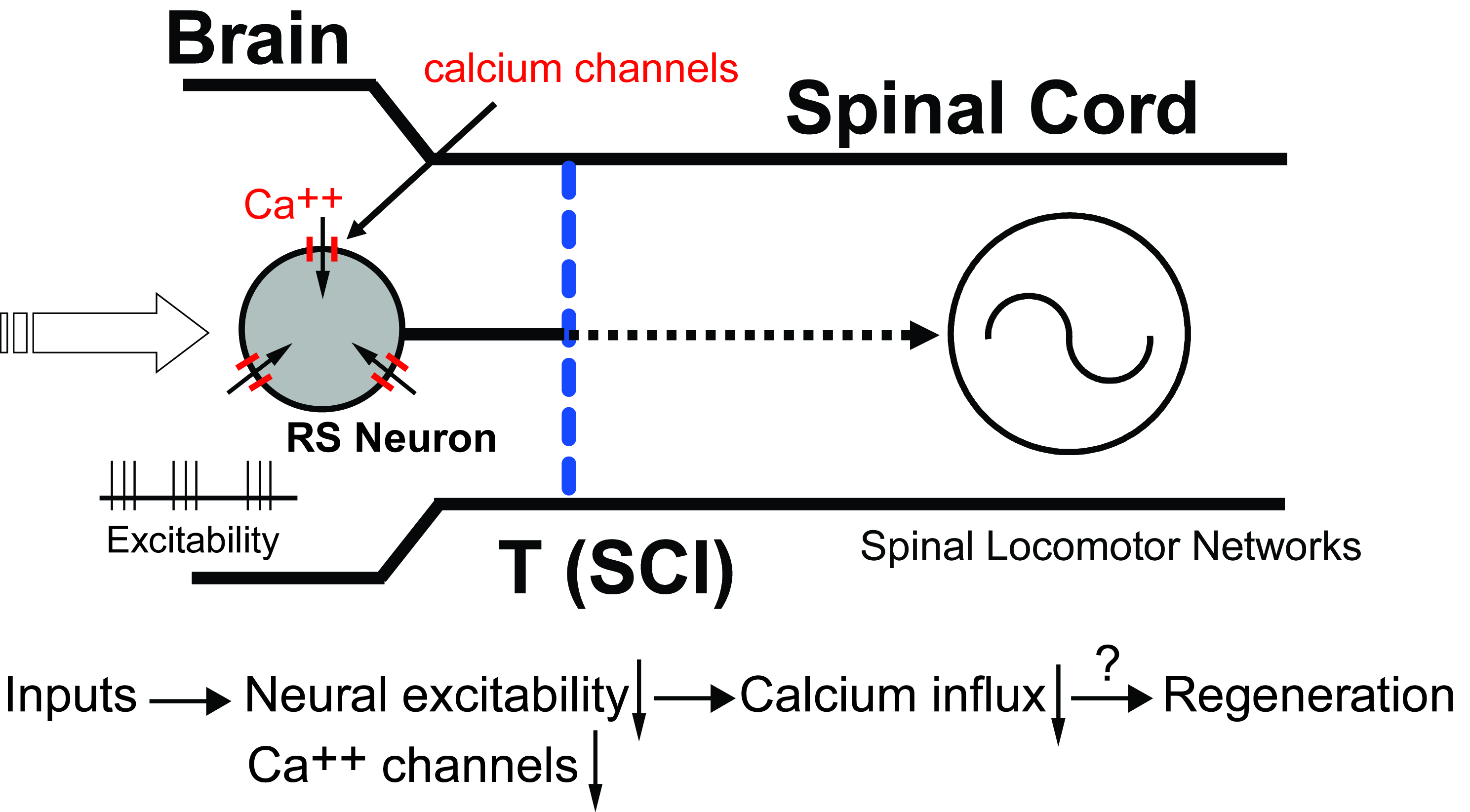 Cells | Free Full-Text | Spinal Cord Injury Significantly Alters the Properties of ...