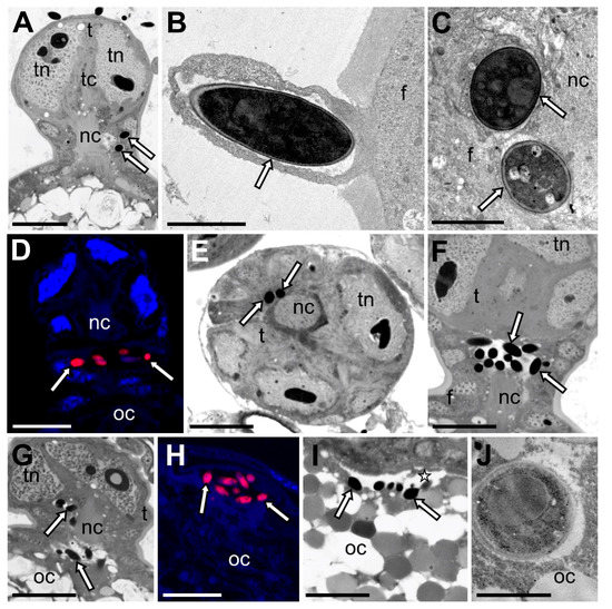Fungal Associates of Soft Scale Insects (Coccomorpha: Coccidae)
