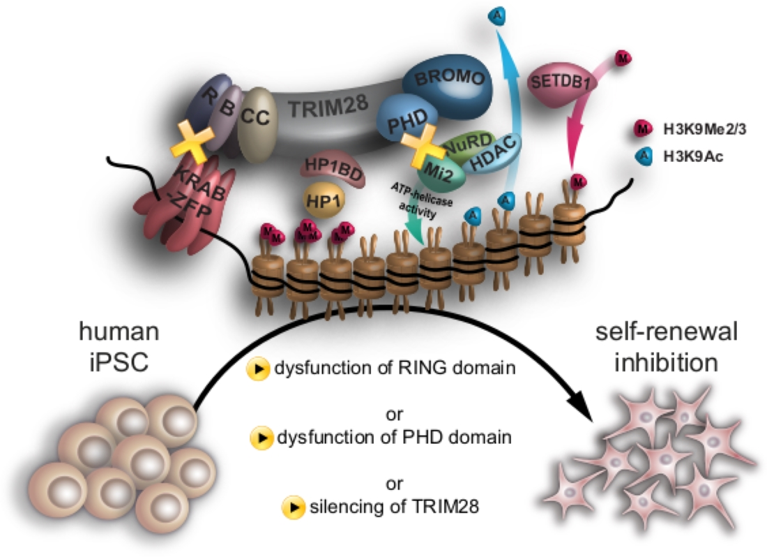 Cells | Free Full-Text | Disruption of RING and PHD Domains of TRIM28 ...