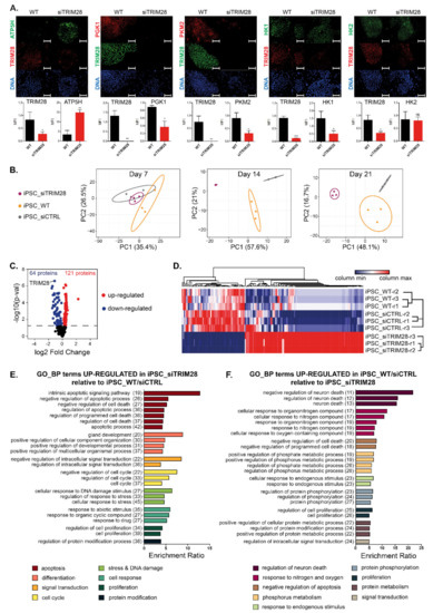 Disruption of RING and PHD Domains of TRIM28 Evokes Differentiation in ...