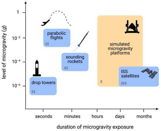 May the Force Be with You (Or Not): The Immune System under Microgravity