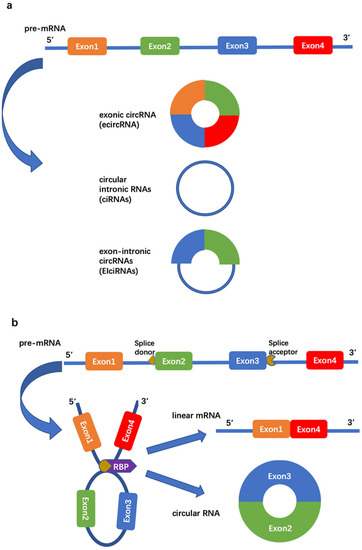 Cells | Free Full-Text | Circular RNA as An Epigenetic Regulator in ...