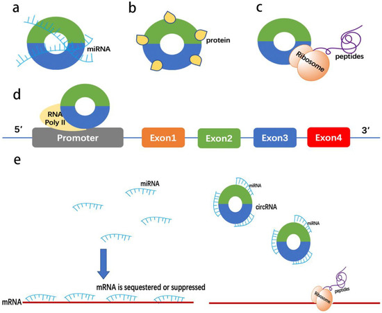 Cells | Free Full-Text | Circular RNA as An Epigenetic Regulator in ...