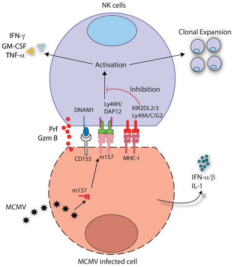 Implications of a ‘Third Signal’ in NK Cells