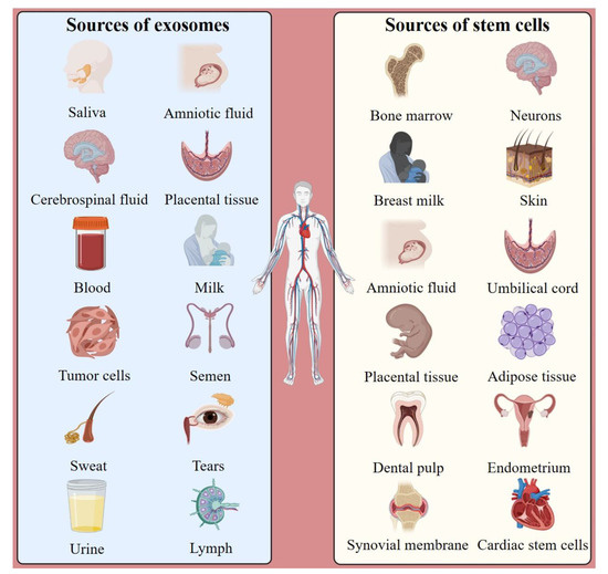 Mesenchymal Stem Cell-Derived Exosomes: Applications in Regenerative ...