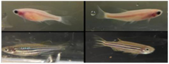 Cells | Free Full-Text | Development of Tg(UAS:SEC-Hsa.ANXA5-YFP,myl7 ...