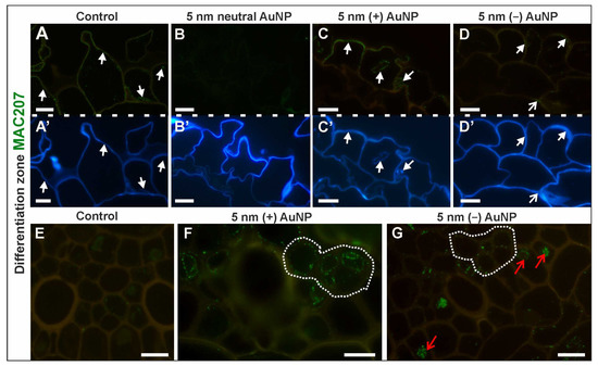Gold Nanoparticles-Induced Modifications in Cell Wall Composition in ...