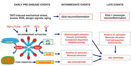 Immune Responses in the Glaucomatous Retina: Regulation and Dynamics