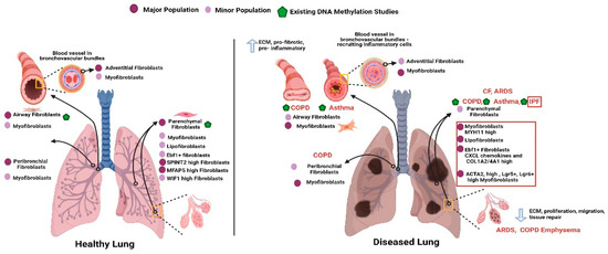 DNA Methylation of Fibroblast Phenotypes and Contributions to Lung Fibrosis