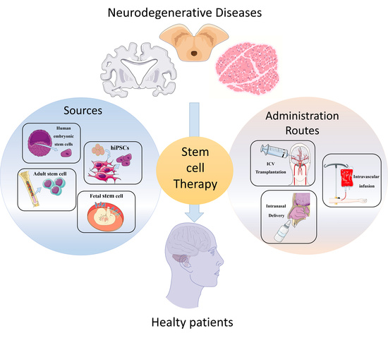 Cells | Special Issue : Mechanisms of Neurodevelopment and ...