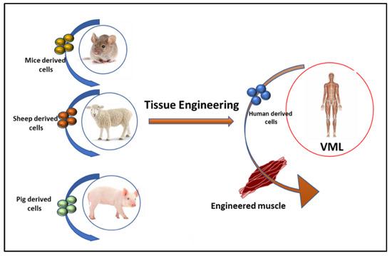 Immunomodulation and Biomaterials: Key Players to Repair Volumetric ...