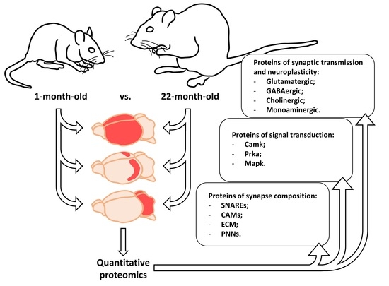 Cells | Free Full-Text | Quantitative Proteomics Reveals Significant ...