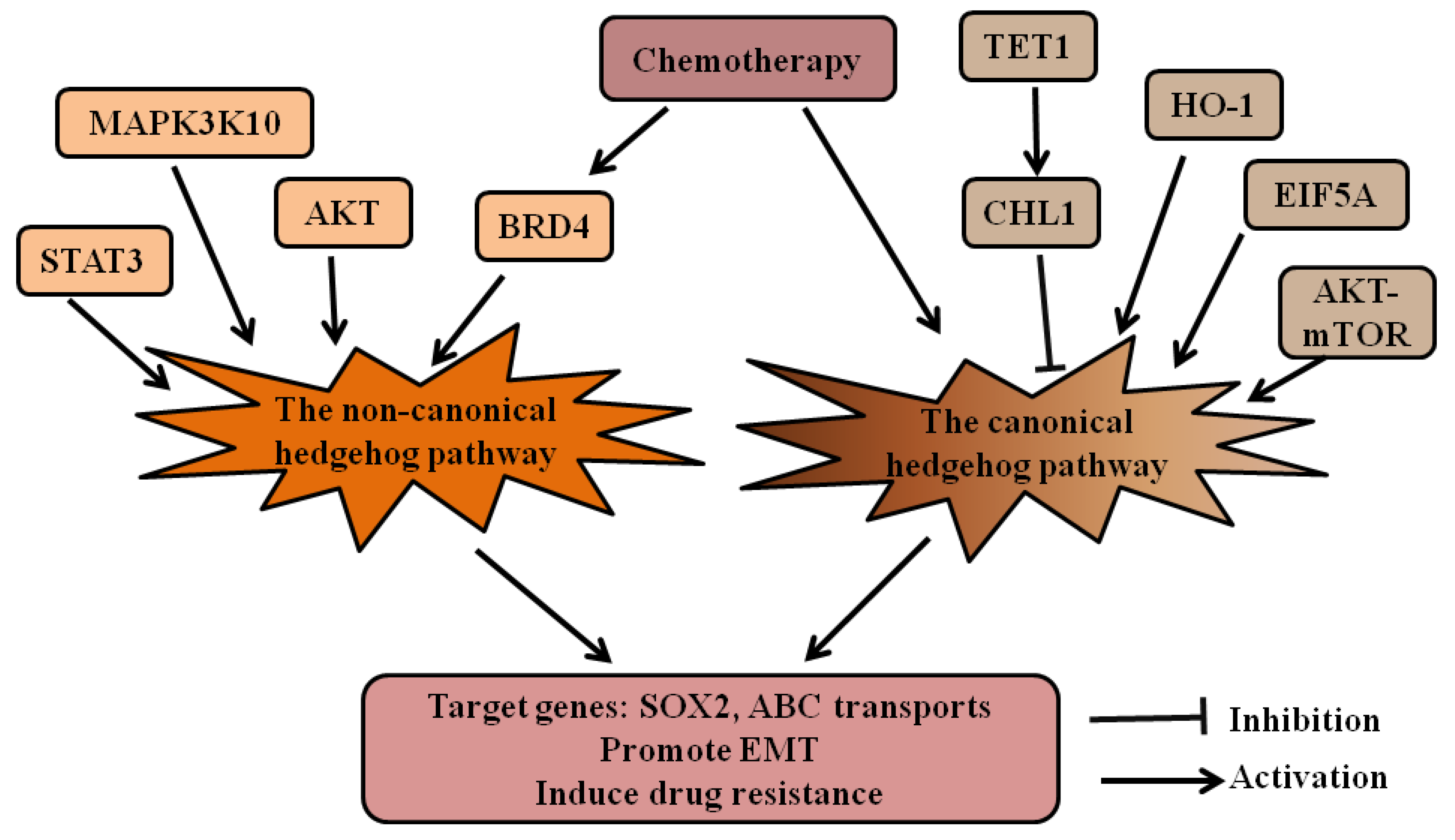 The Role of the Hedgehog Pathway in Chemoresistance of Gastrointestinal ...