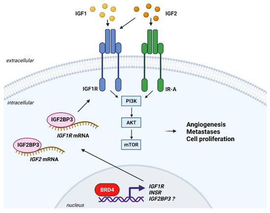 Unraveling the IGF System Interactome in Sarcomas Exploits Novel ...