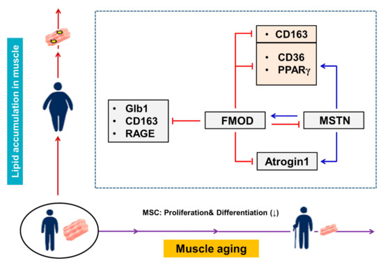 Interaction of Fibromodulin and Myostatin to Regulate Skeletal Muscle ...