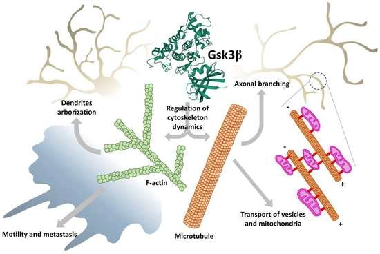 Cells | Free Full-Text | GSK3 as a Regulator of Cytoskeleton ...