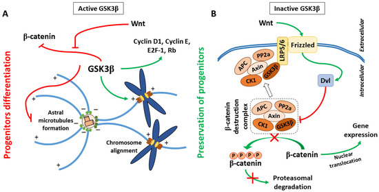 GSK3 as a Regulator of Cytoskeleton Architecture: Consequences for ...