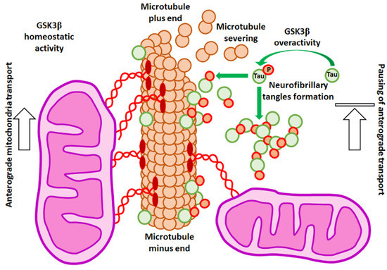 GSK3 as a Regulator of Cytoskeleton Architecture: Consequences for ...