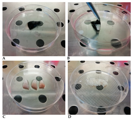 Simple Method for Establishing Primary Leporidae Skin Fibroblast Cultures