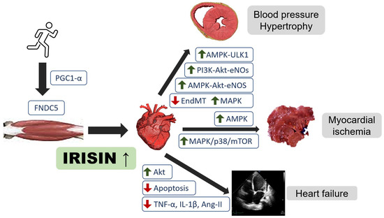 Role of Irisin in Myocardial Infarction, Heart Failure, and Cardiac Hypertrophy