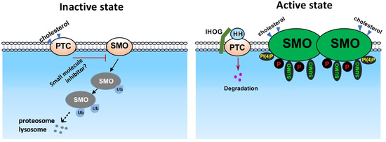 Mechanisms of Smoothened Regulation in Hedgehog Signaling