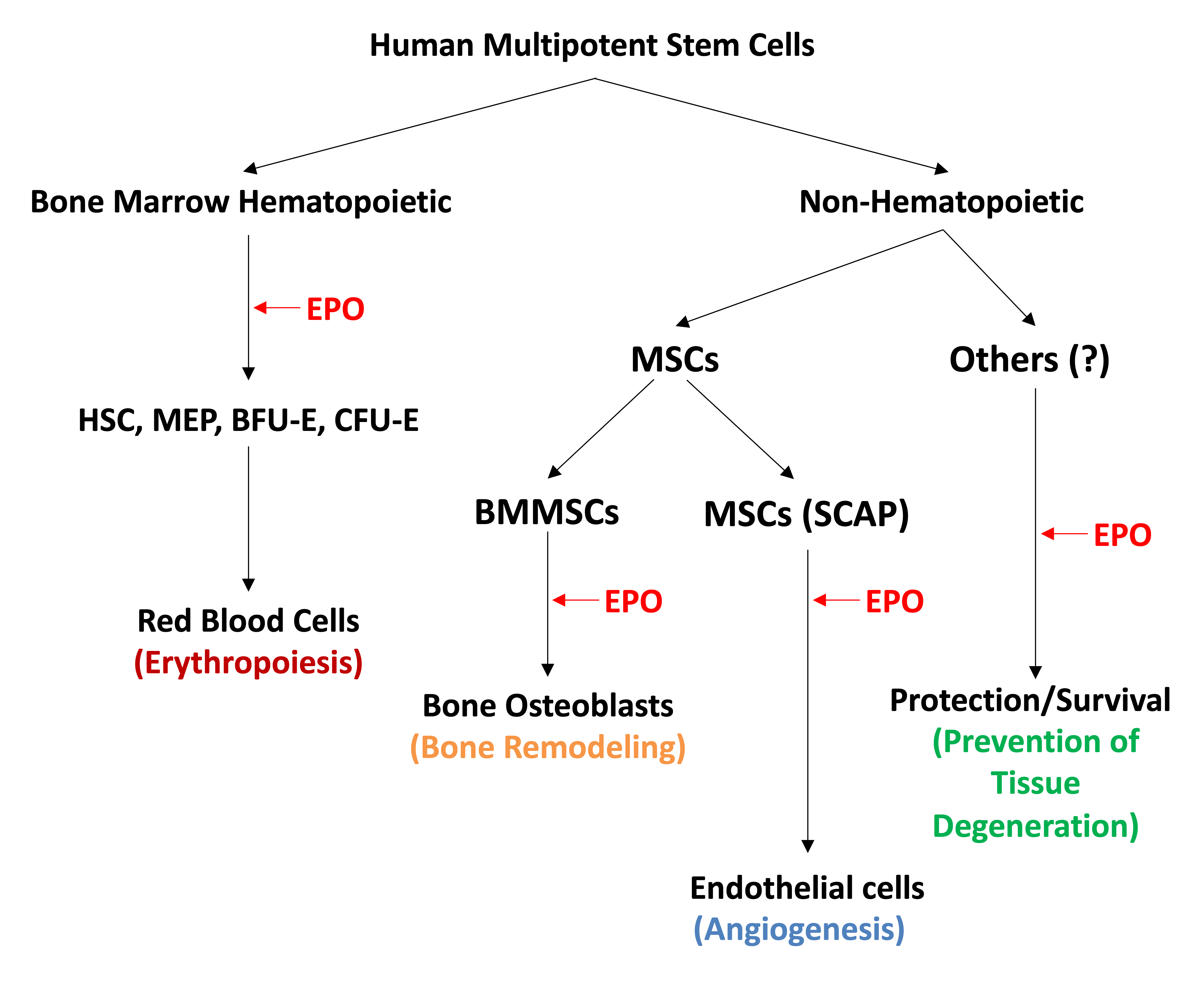 Cells | Free Full-Text | Erythropoietin (EPO) as a Key Regulator of ...