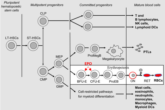 Erythropoietin (EPO) as a Key Regulator of Erythropoiesis, Bone ...