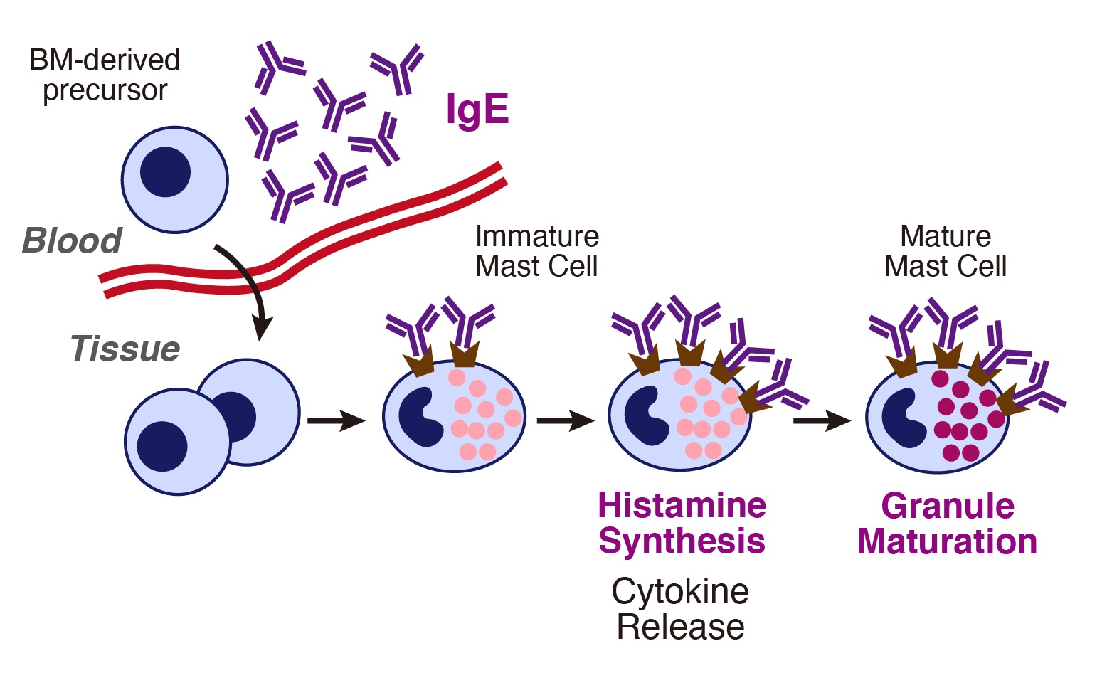 Cells | Free Full-Text | Roles of IgE and Histamine in Mast Cell Maturation