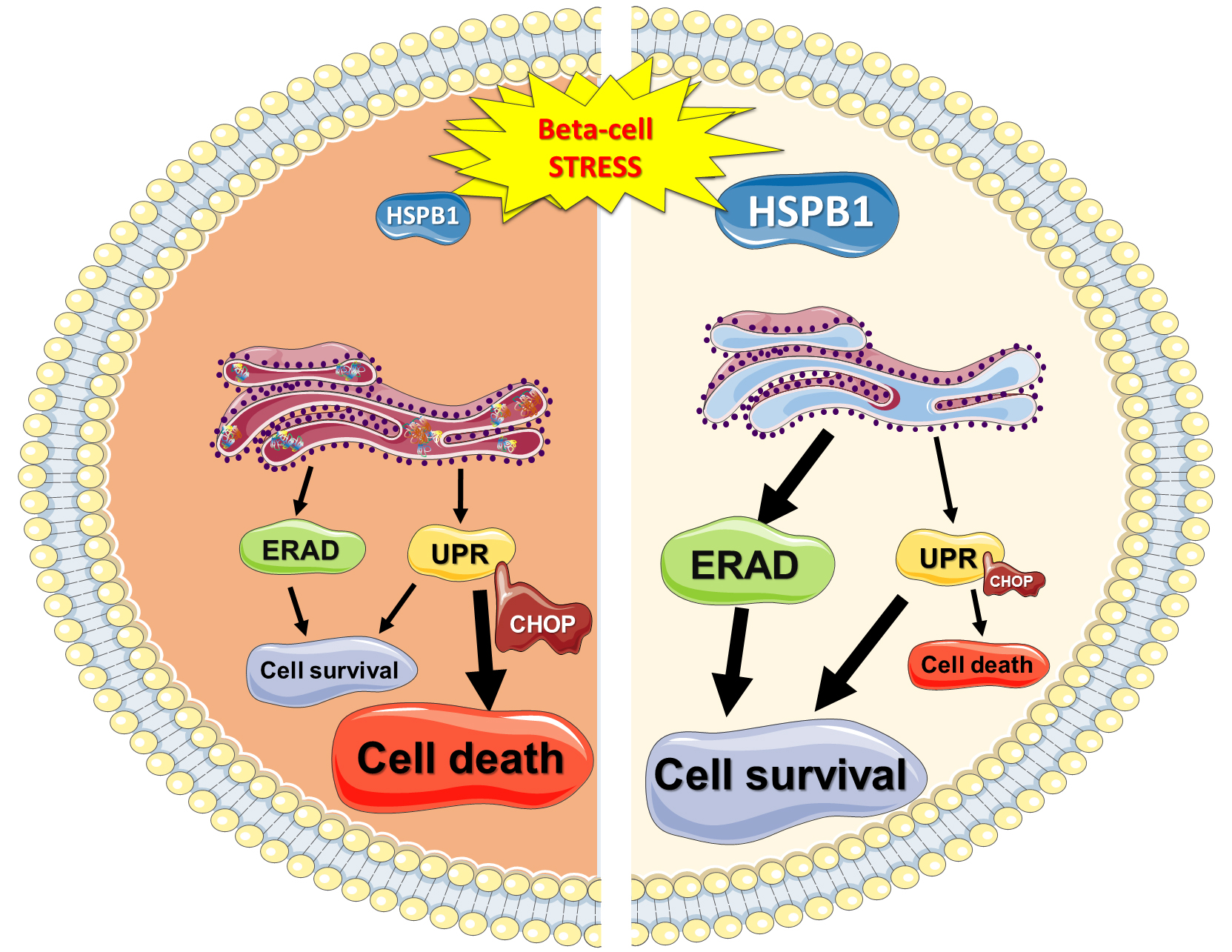 Cells | Free Full-Text | HSPB1 Is Essential for Inducing Resistance to ...