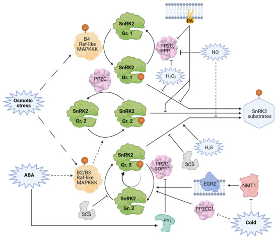 The Multifaceted Regulation of SnRK2 Kinases