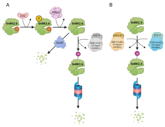 The Multifaceted Regulation of SnRK2 Kinases