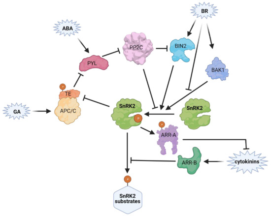 The Multifaceted Regulation of SnRK2 Kinases